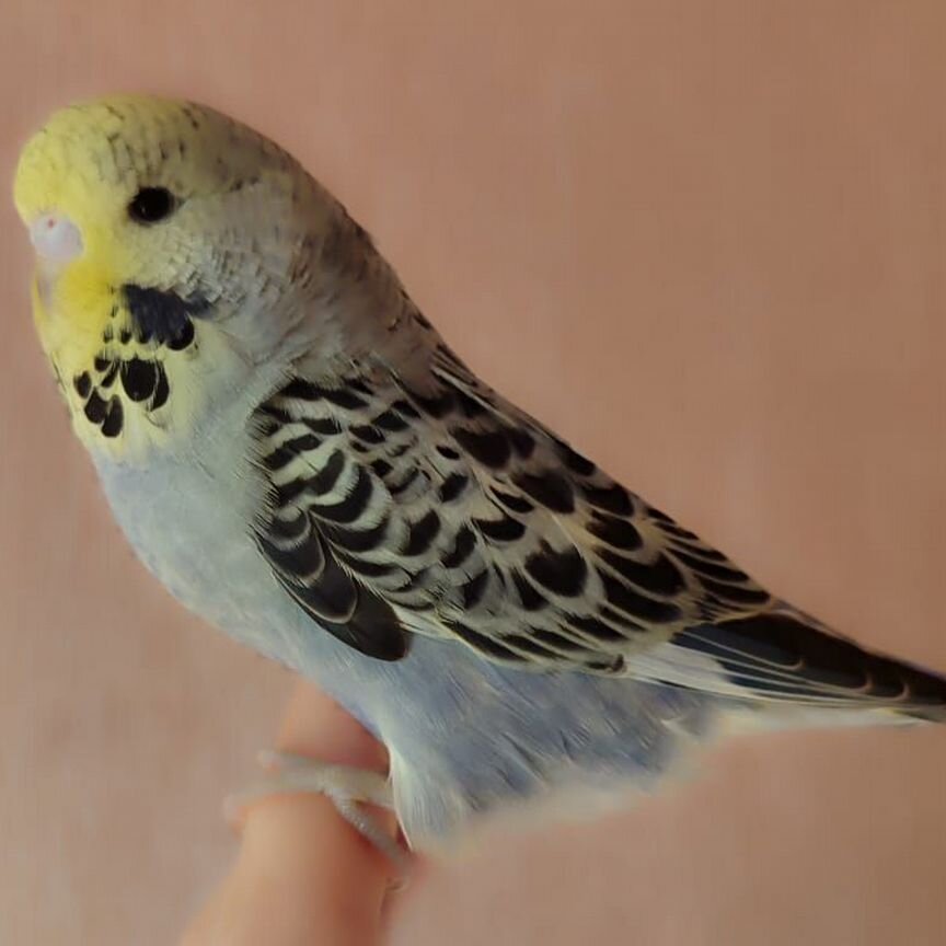 Ввп чех самочка