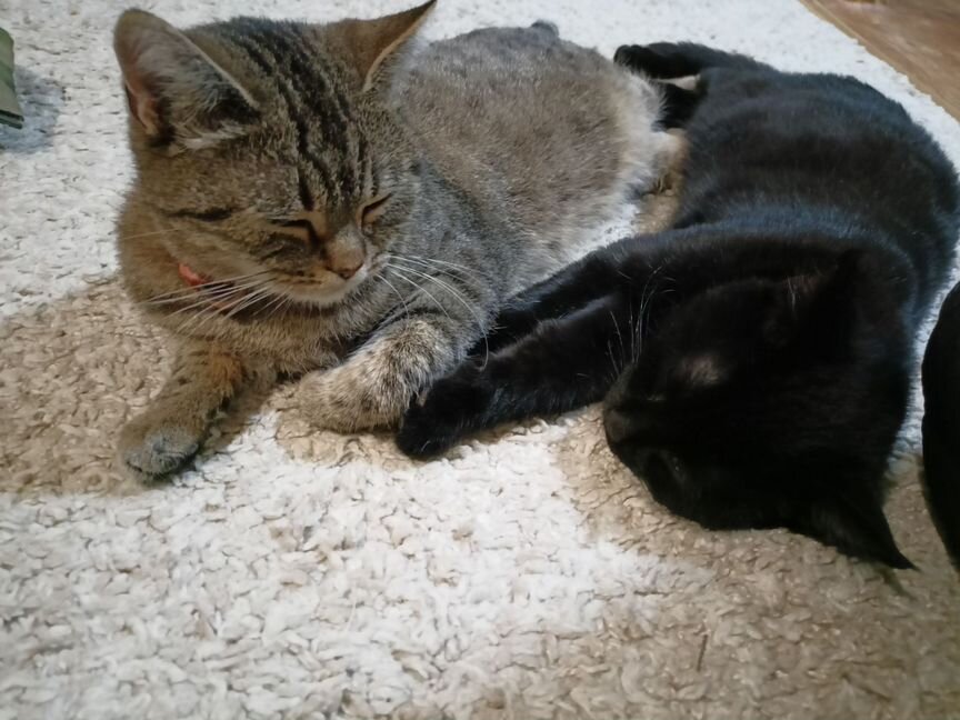 Черный котик 6 месяцев