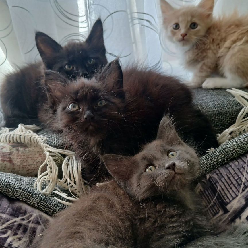 Мейн-кун котёнок