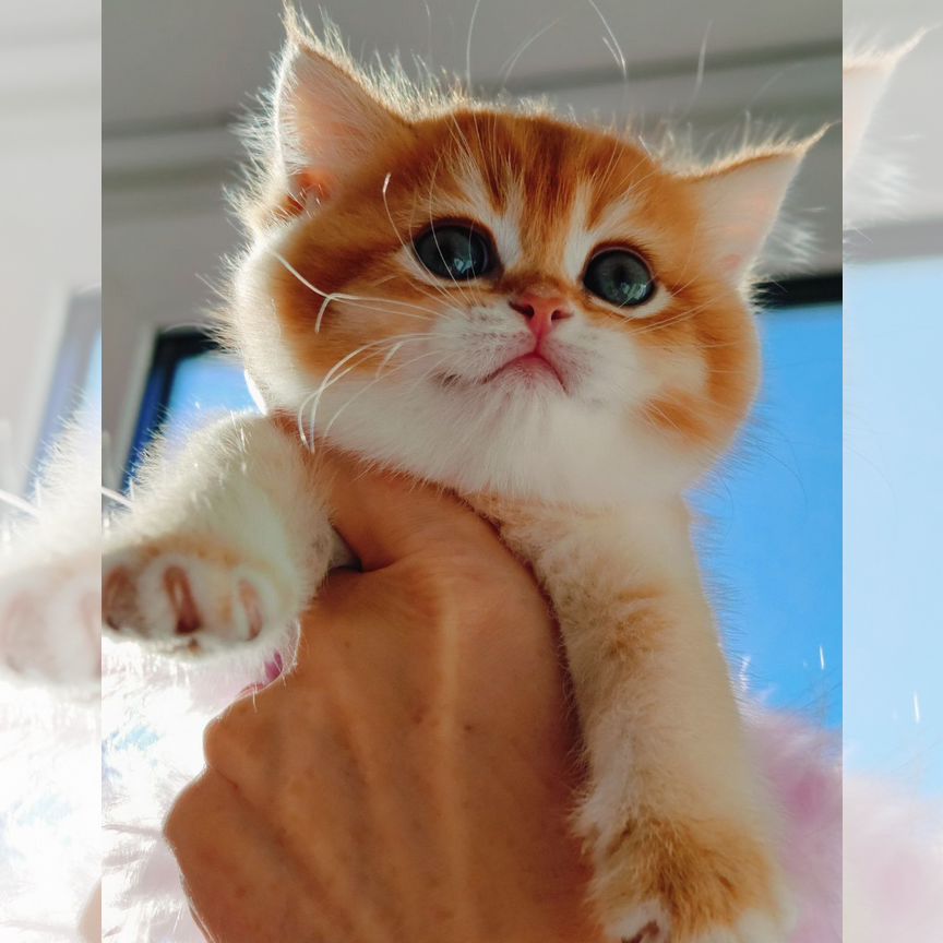 Британский короткошёрстный котёнок