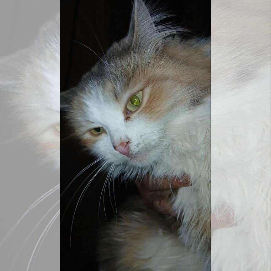 Отдам кошку