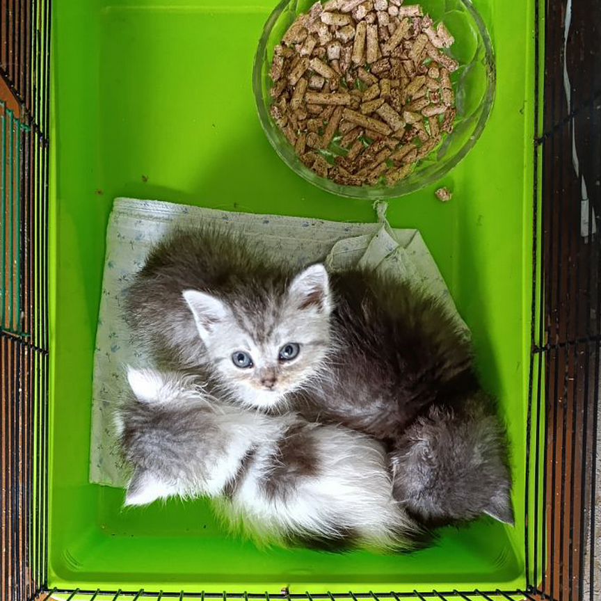 Котята в добрые руки