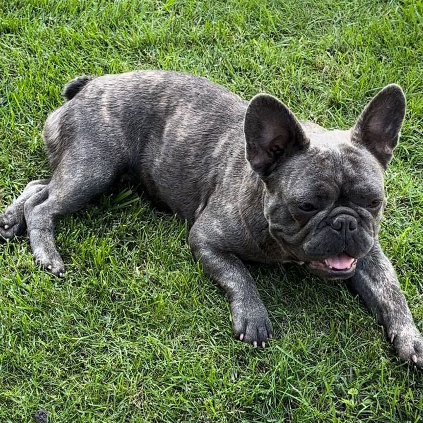 Французский бульдог, взрослая собака