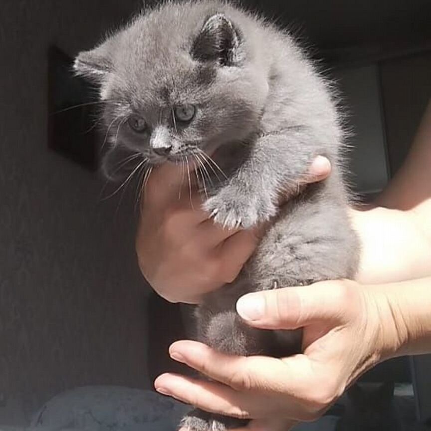 Британские котята