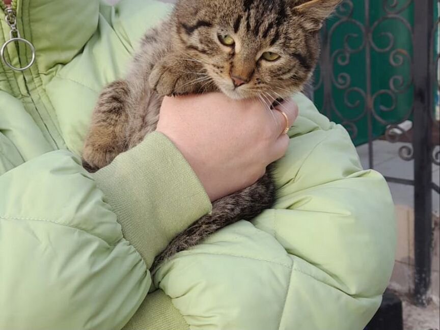 Котята в добрые руки или передержка