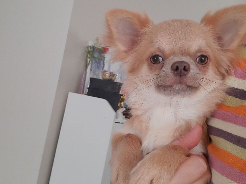 Подрощенный мальчик чихуахуа
