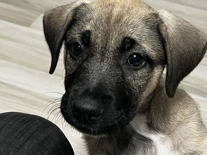 Щенок в добрые руки бесплатно