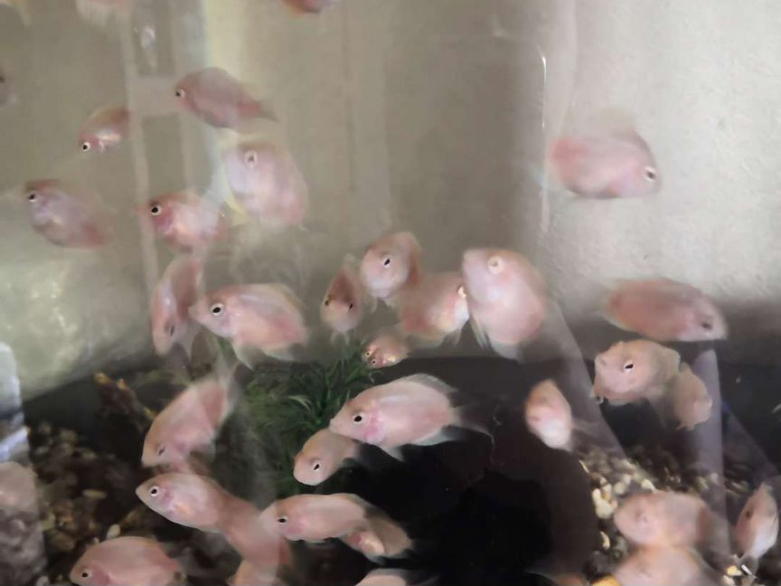 Аквариумные рыбки цихлиды