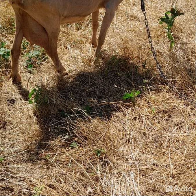 Чешские козы