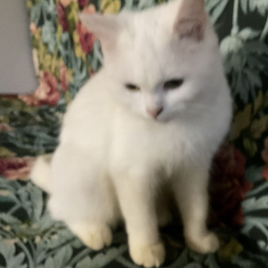 Британский короткошёрстный котёнок