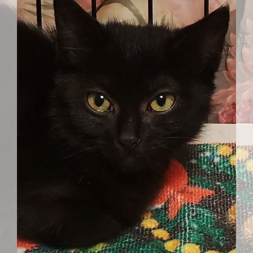 Котёнок в добрые руки