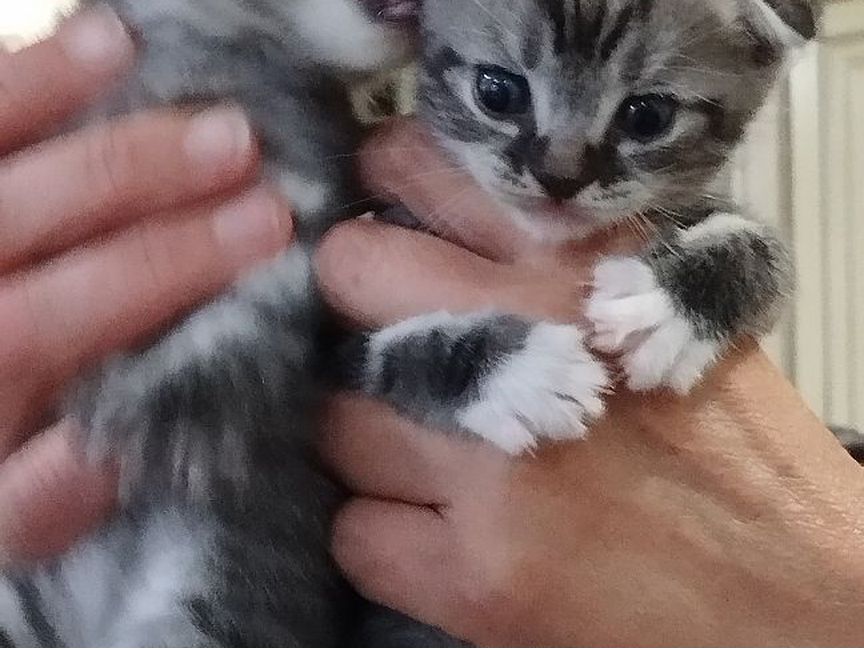 Шотландские котята