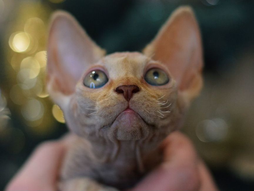 Канадский сфинкс