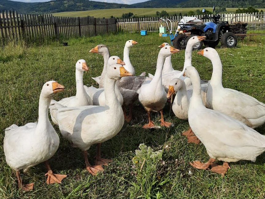 Гуси, мясо гуся