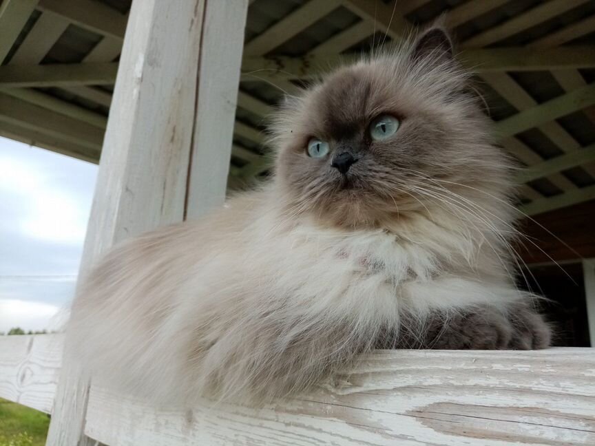 Кошка ищет кота