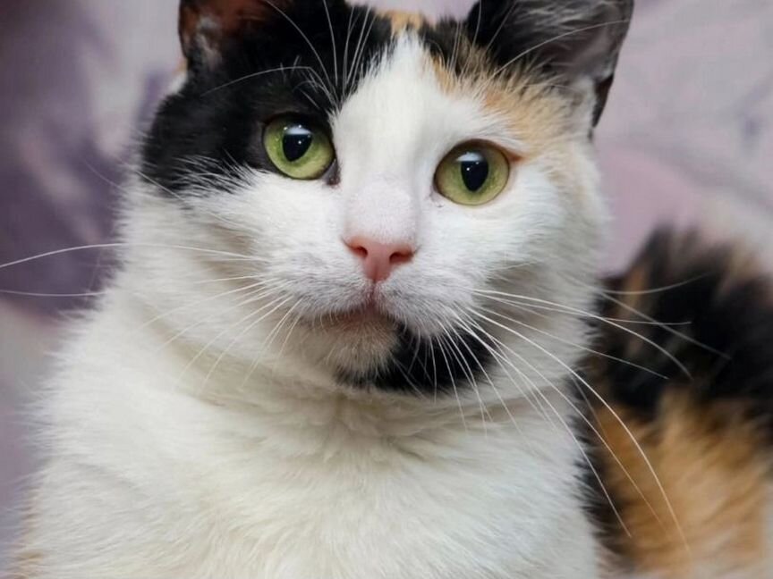 Кошки