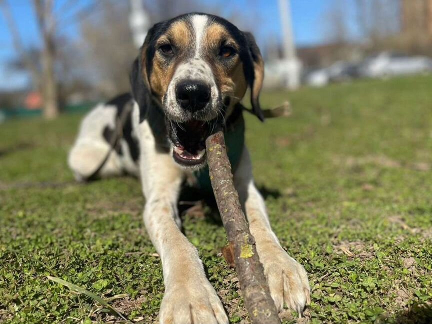 Пойнтер Марта