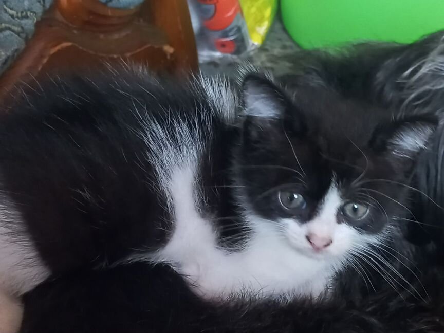 Кошки