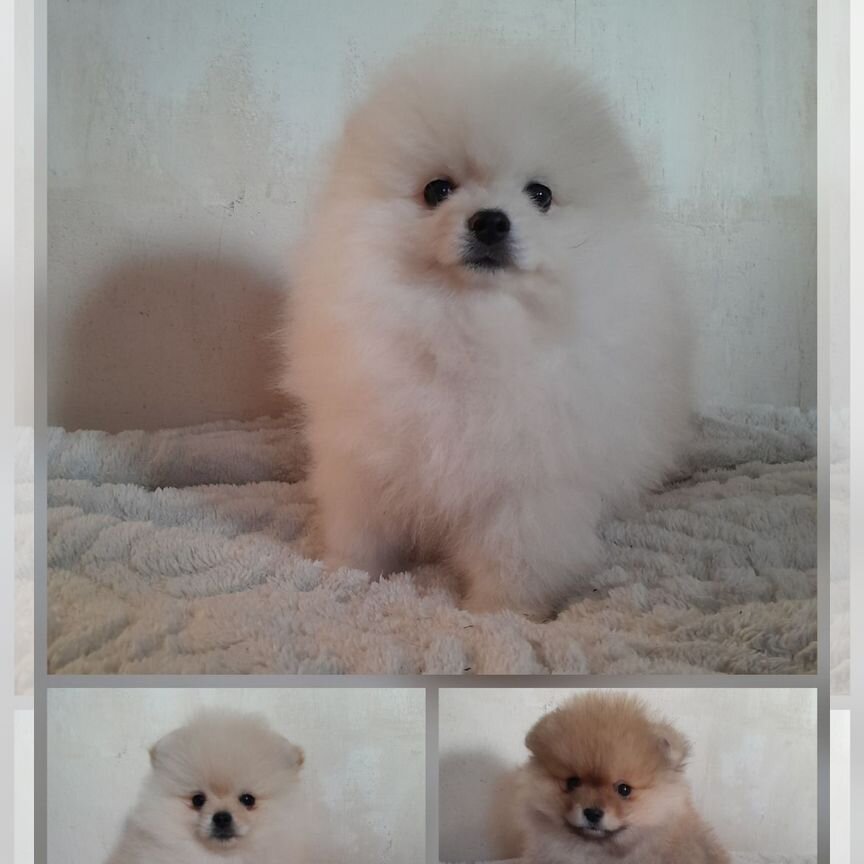 Померанский шпиц, щенок