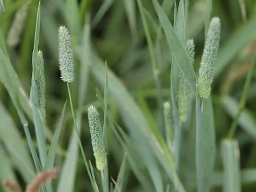 Семена Тимофеевки