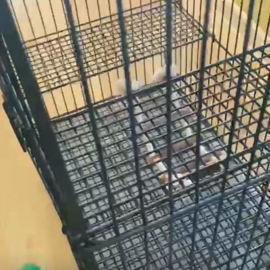 Клетка для грызунов