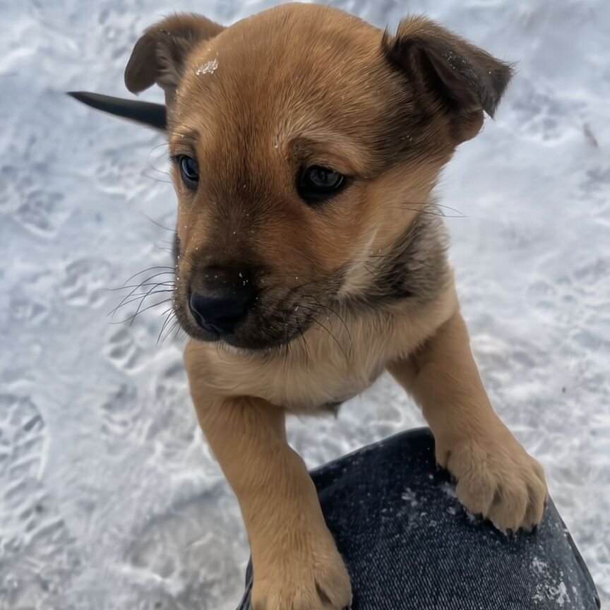 Щенок в добрые руки