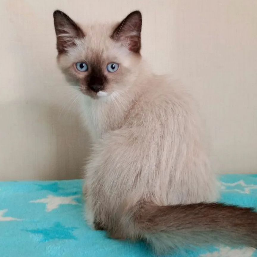 Сноу-Шу котёнок