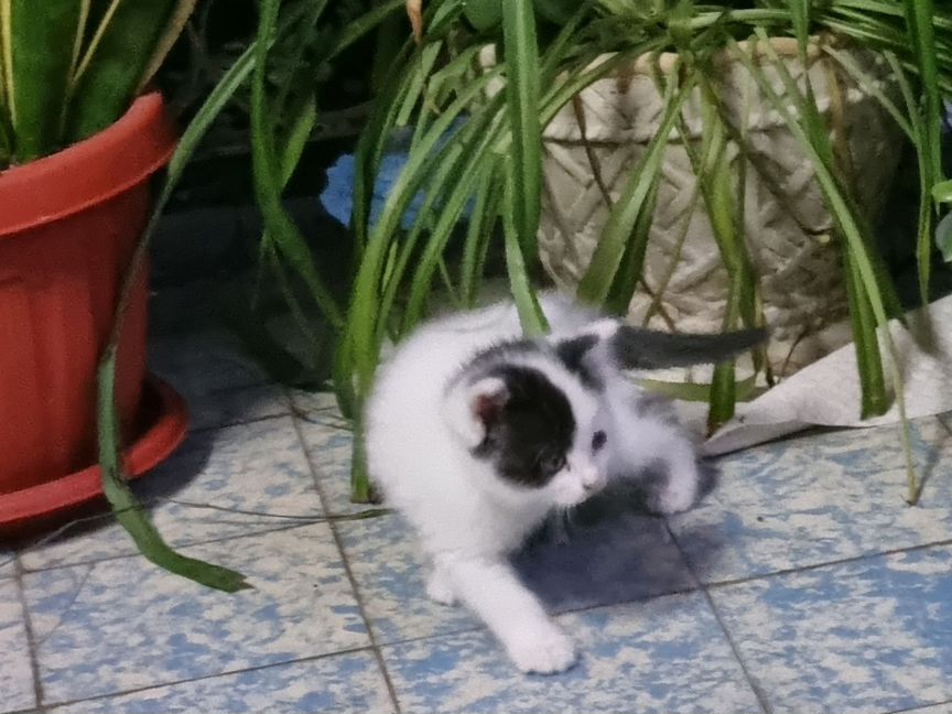 Котята