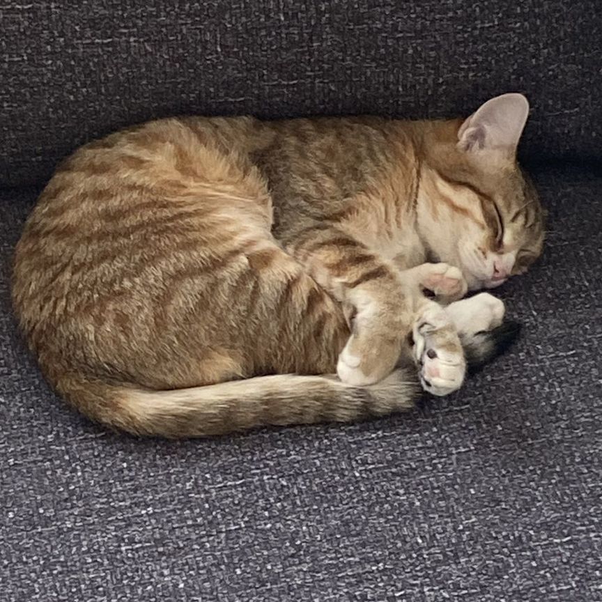 Взрослый кот в добрые руки