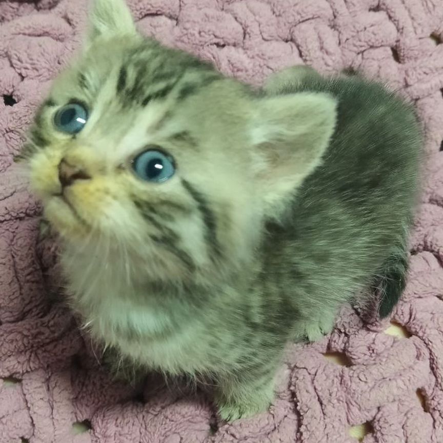 Шотландский прямоухий короткошёрстный котёнок