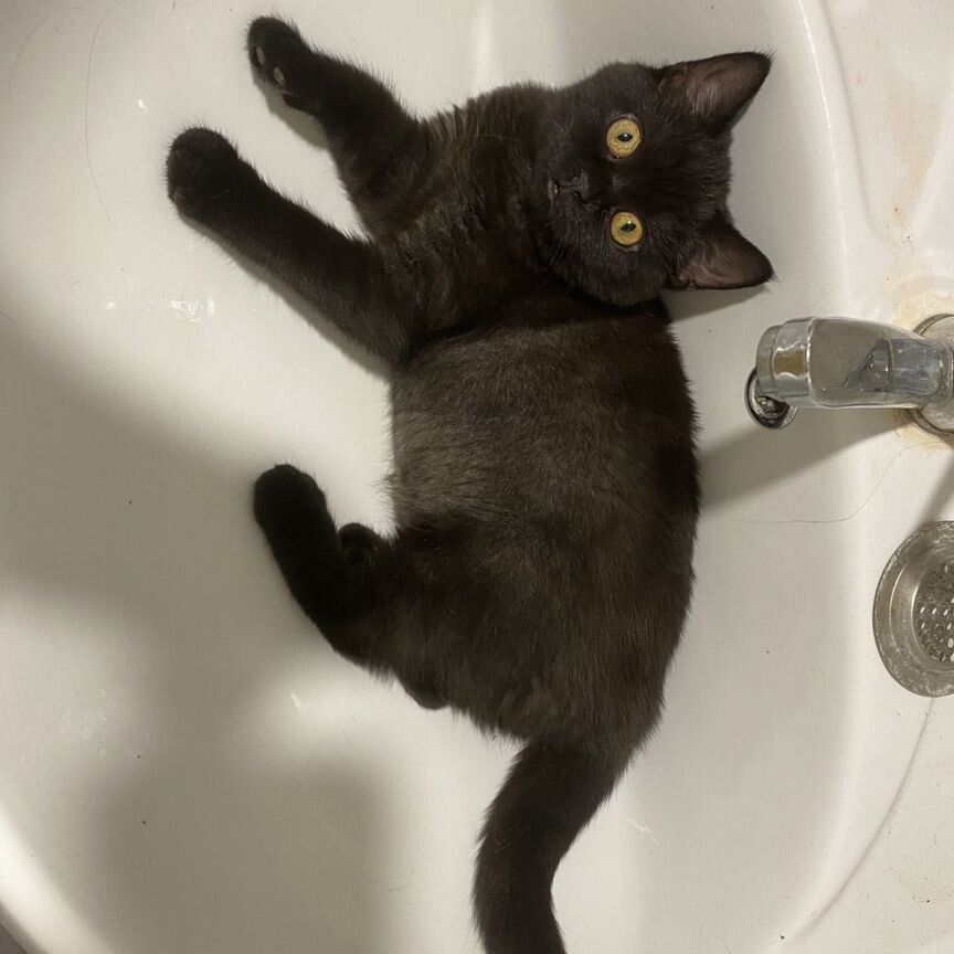 Отдам кошечку в добрые руки