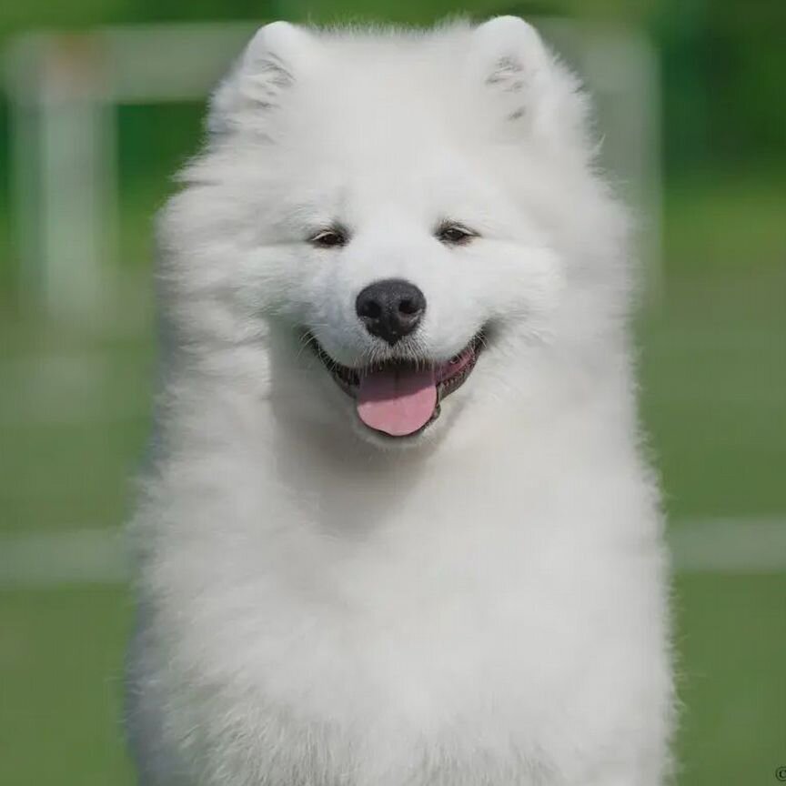 Самоедская собака, щенок