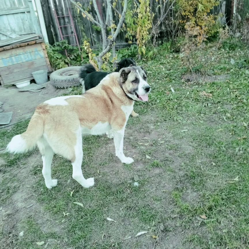 Потерялся Алабай