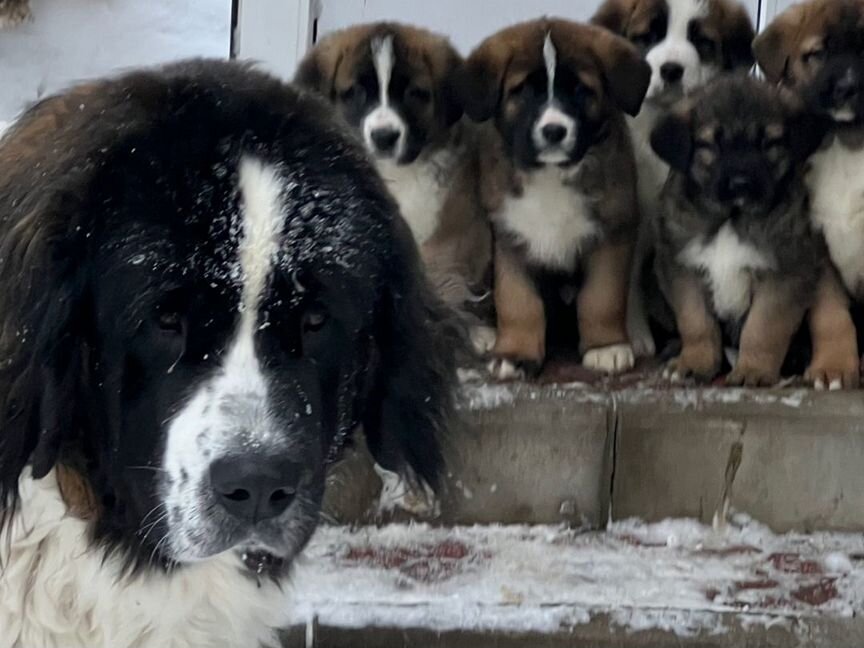 Московская сторожевая