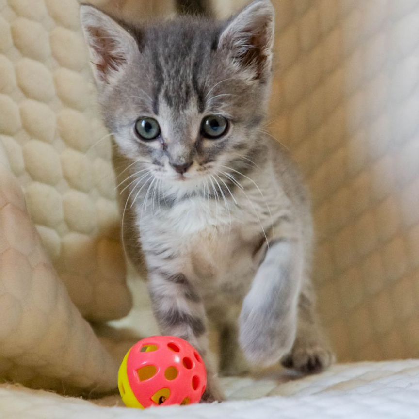 Маленькая Коська