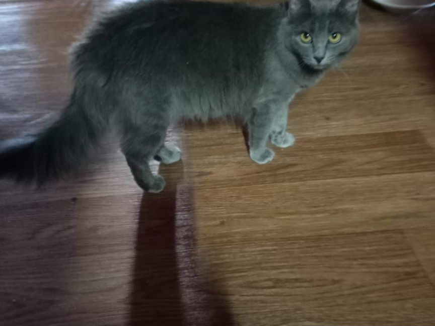 Кошечка Дымка в хорошую семью бесплатно