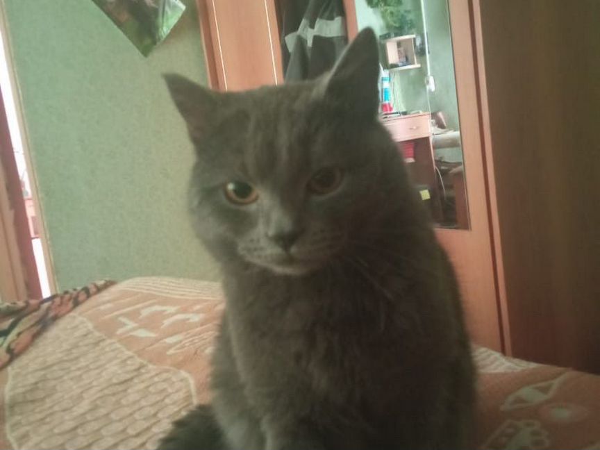 Отдам кота в добрые руки