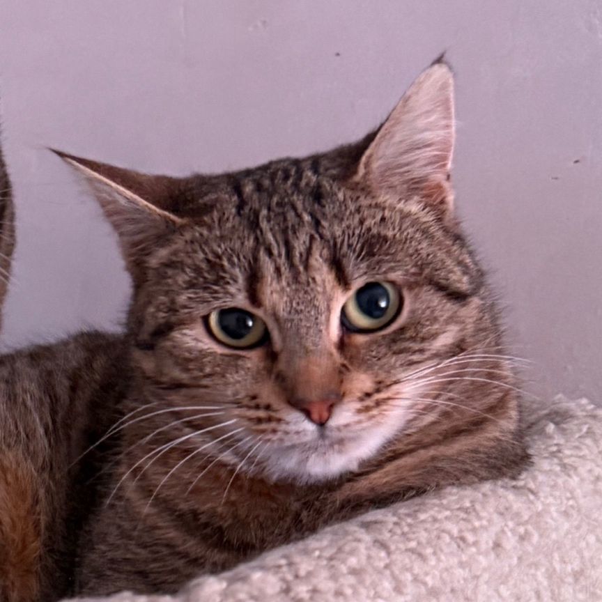 Взрослая, Девочка кошка в добрые руки