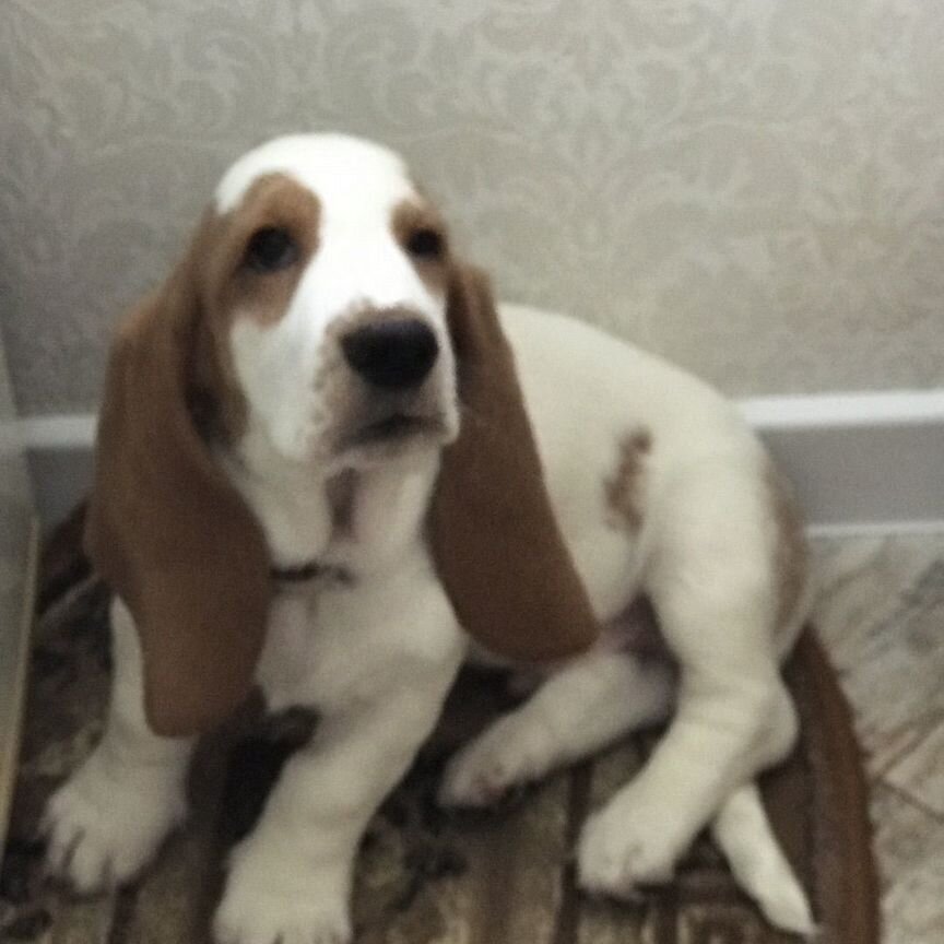 Продам щенок Бассет