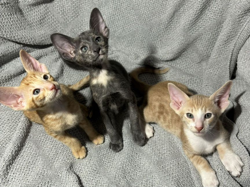 Ориентальные котята