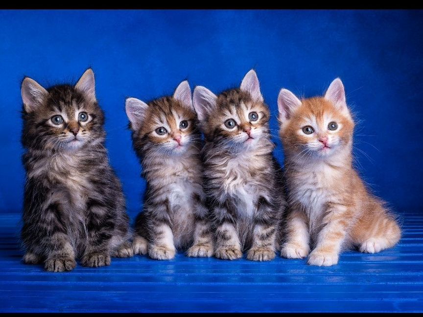 Котята Золотой Курильский бобтейл