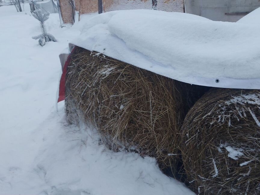 Сено в рулонах