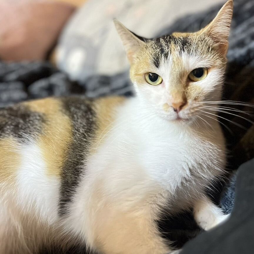Брошенная кошка