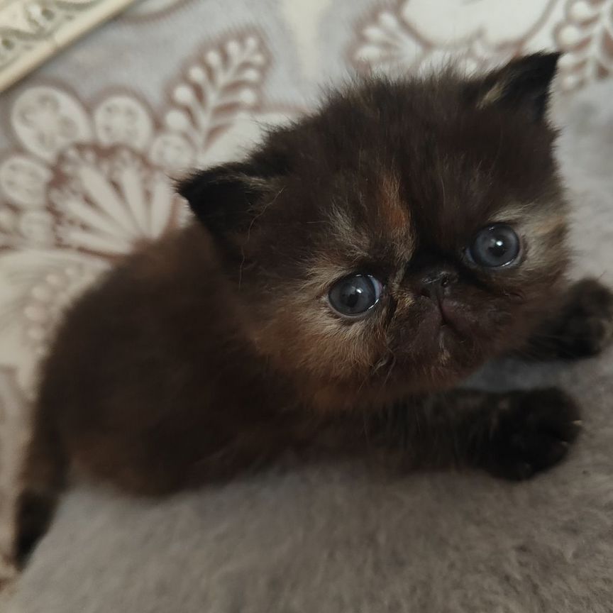 Экзотический короткошёрстный котёнок