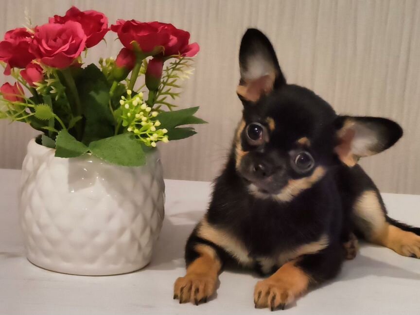 Девочка г/ш чихуахуа