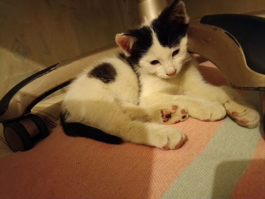 Котята (2, 5-3 мес) ищут добрые руки