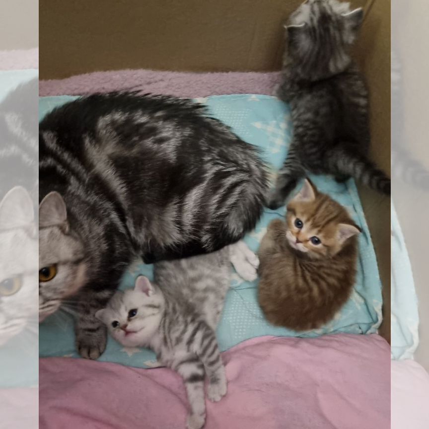 Шотландские прямоухие котята