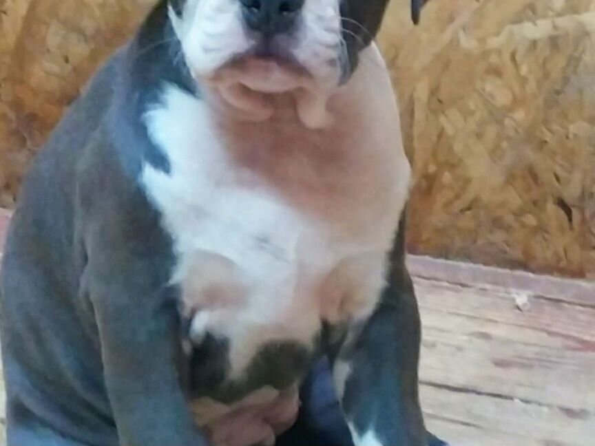 Стаффы голубые девочки