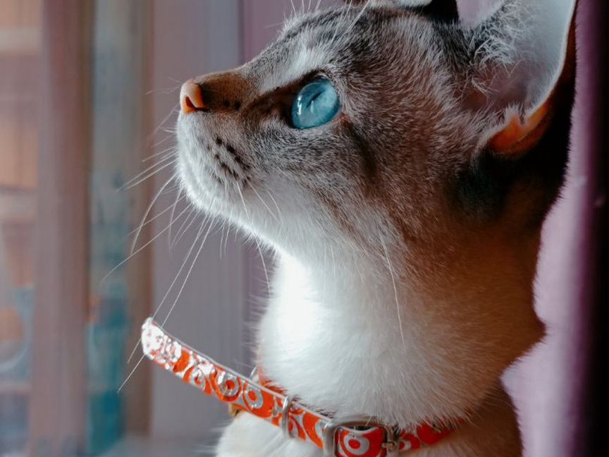 Кошка в добрые руки