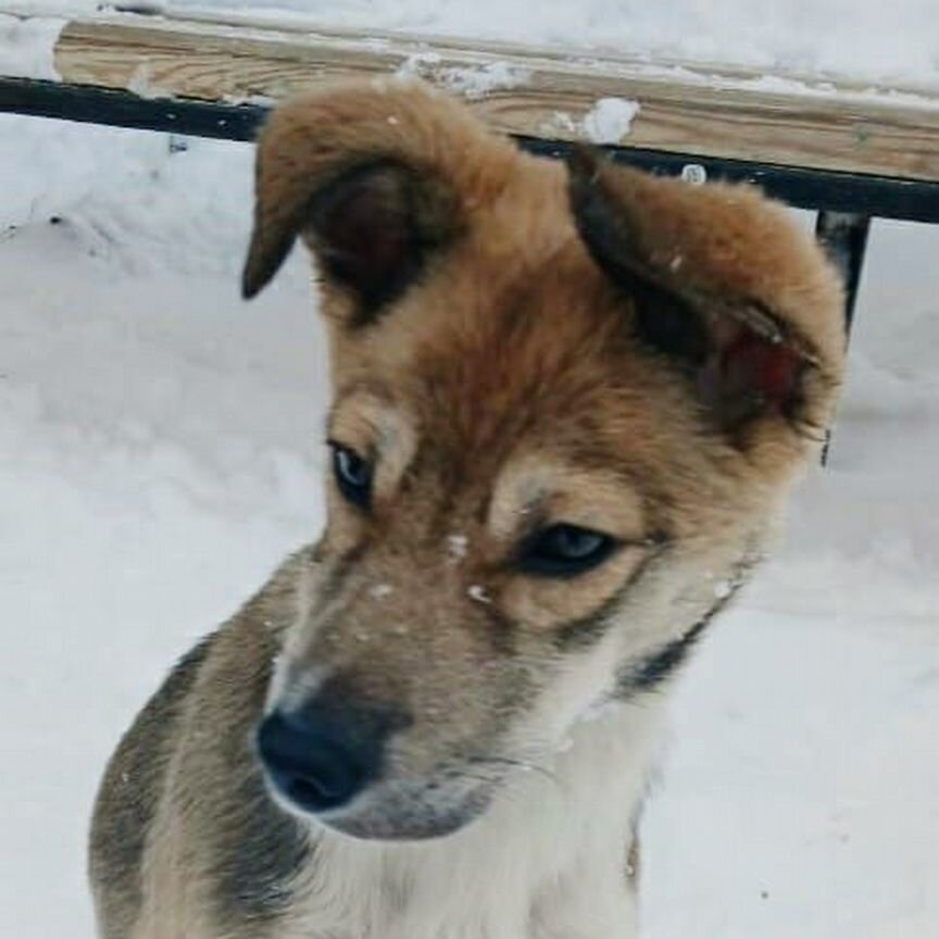 Щенуля ищет дом